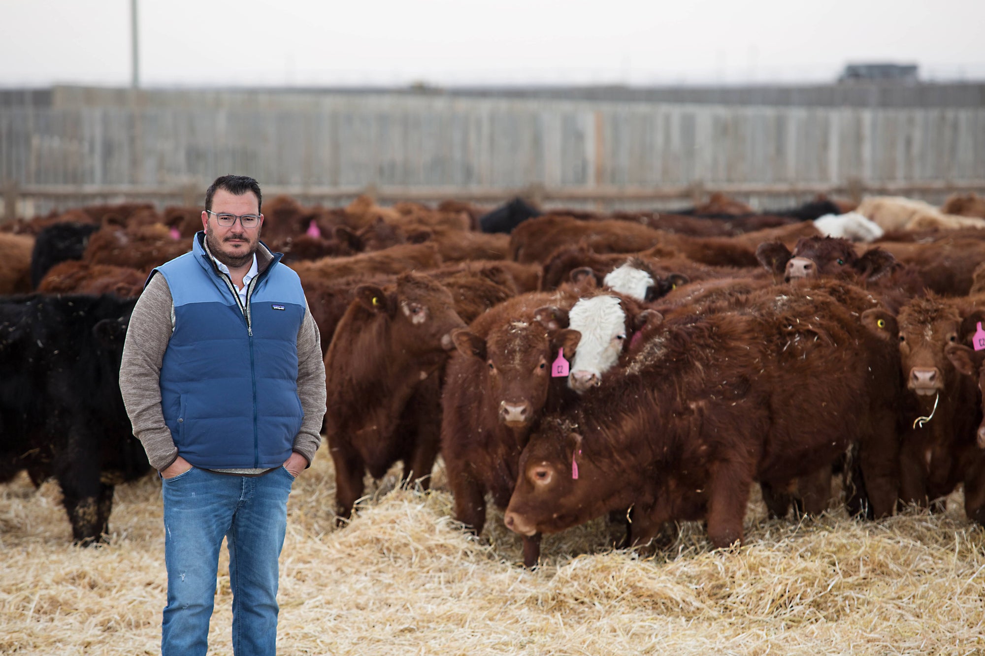 CATTLE